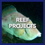 Alabama Gulf Coast Reef and Restoration Foundation | Home to the ...